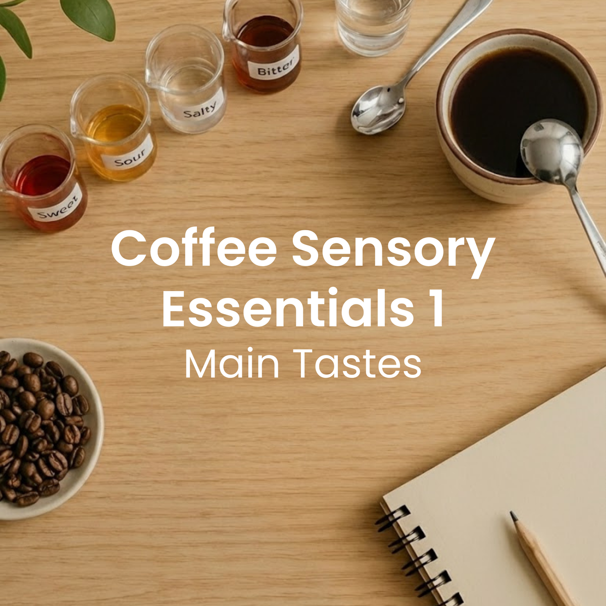 Coffee Sensory Essentials 1: Main Tastes – Timberline Coffee School